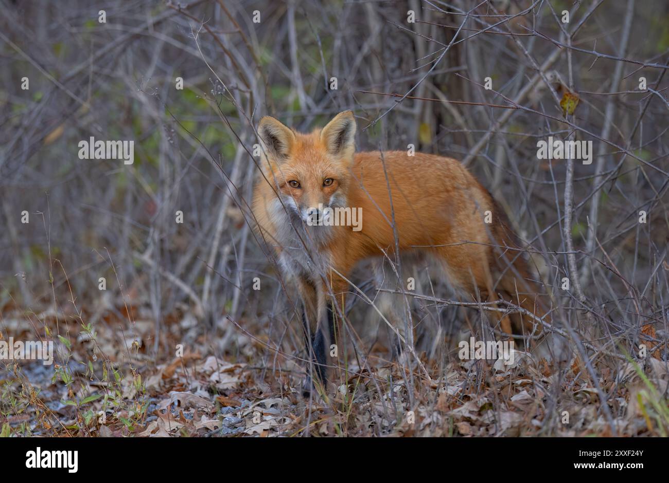 A young red fox hunting in a grassy meadow in autumn Stock Photo - Alamy