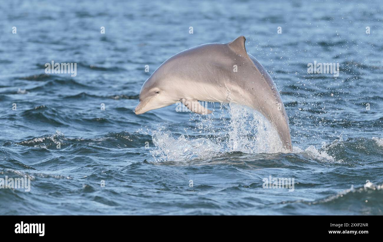 Bottlenose dolphin. Highlands, Scotland Stock Photo - Alamy