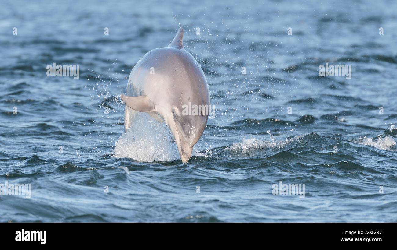 Bottlenose dolphin. Highlands, Scotland Stock Photo - Alamy