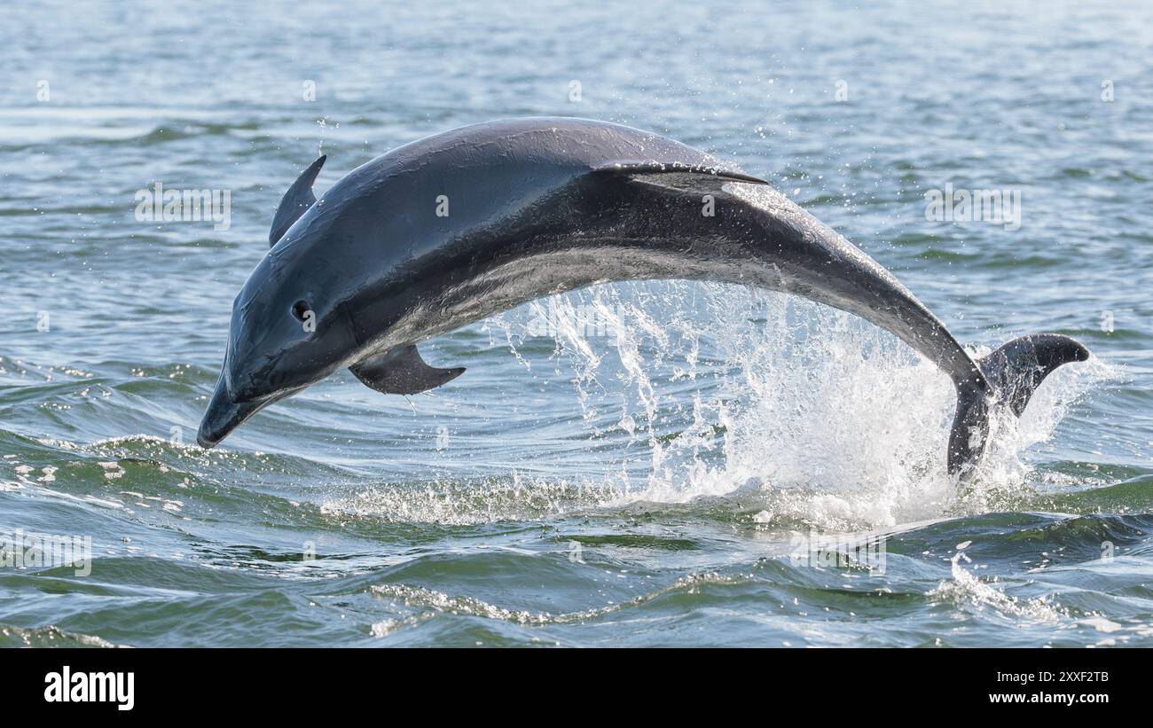 Bottlenose dolphin. Highlands, Scotland Stock Photo - Alamy