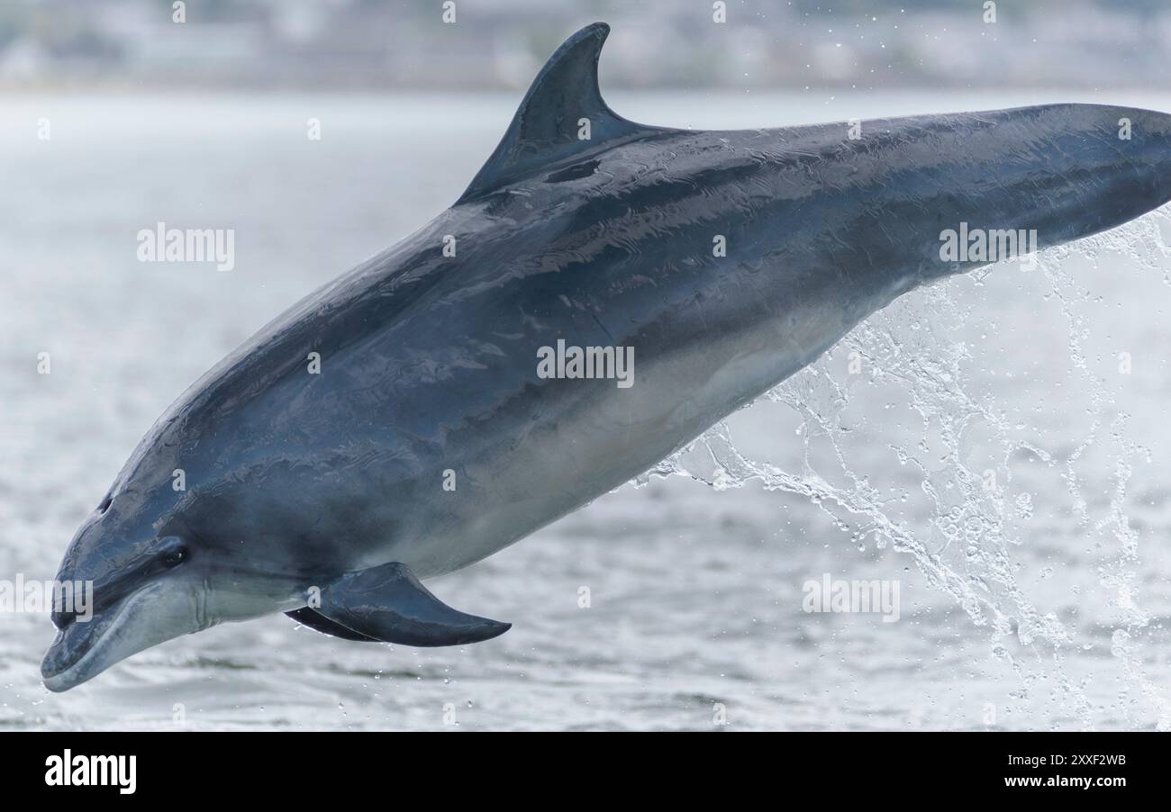 Bottlenose dolphin. Highlands, Scotland Stock Photo - Alamy