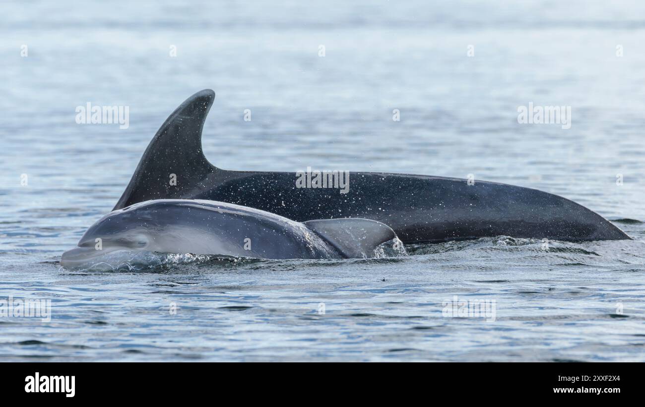 Bottlenose dolphin. Highlands, Scotland Stock Photo - Alamy