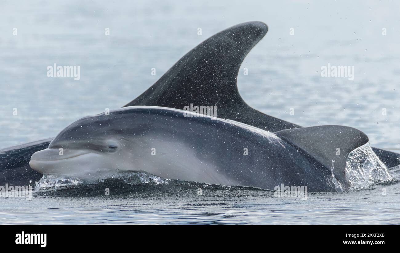 Bottlenose dolphin. Highlands, Scotland Stock Photo - Alamy