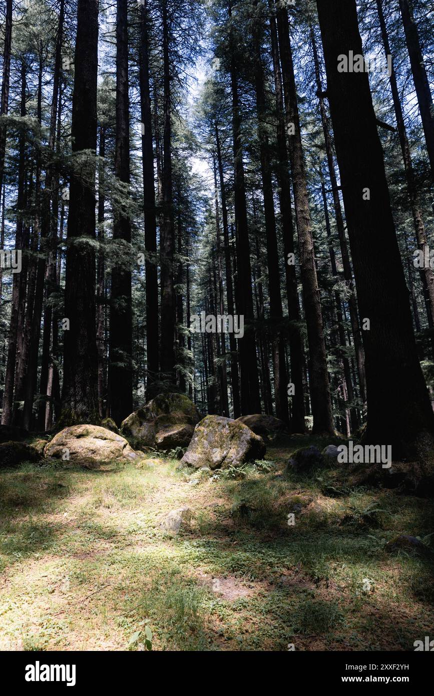 View of of tall pine tree forest a common type of coniferous resinous ...