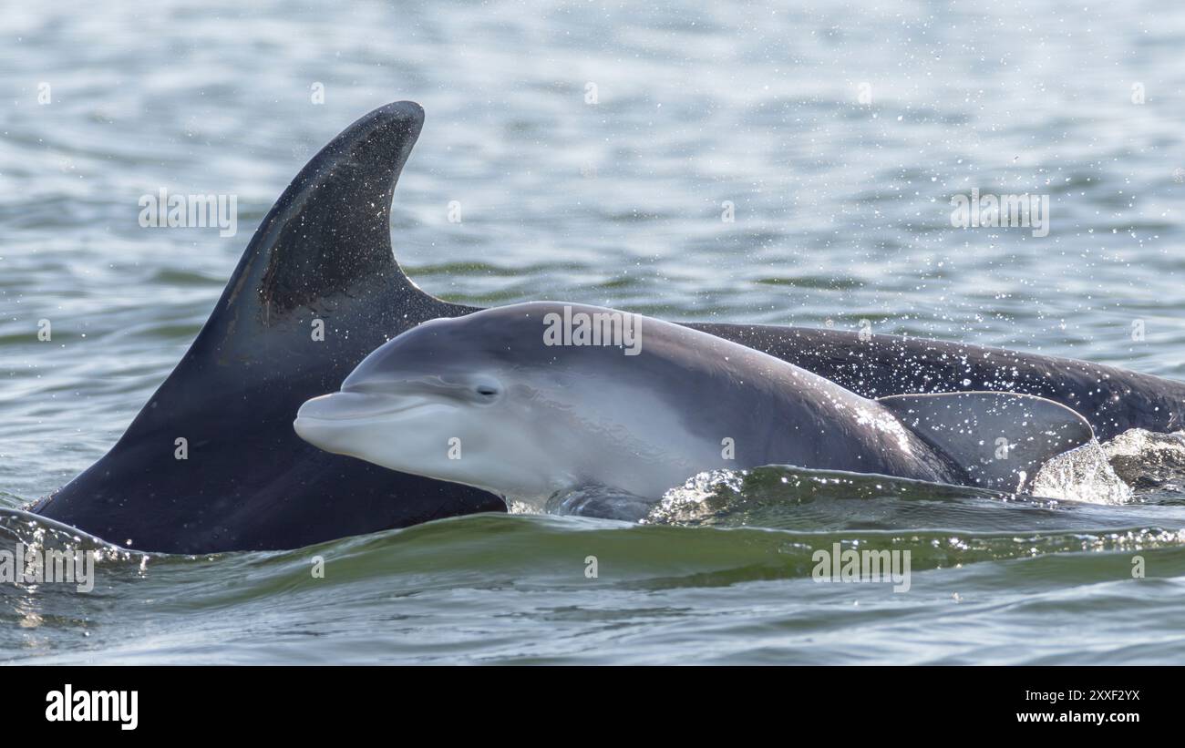 Bottlenose dolphin. Highlands, Scotland Stock Photo - Alamy