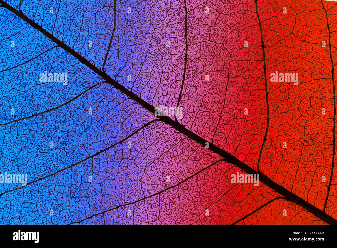 See transparency hi-res stock photography and images - Alamy