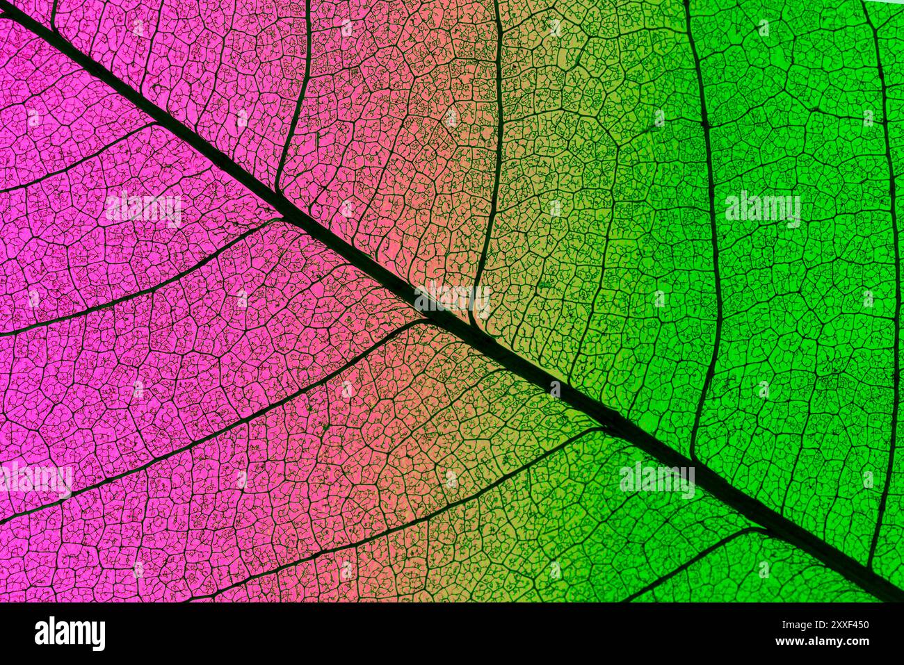 Veins of nature hi-res stock photography and images - Alamy