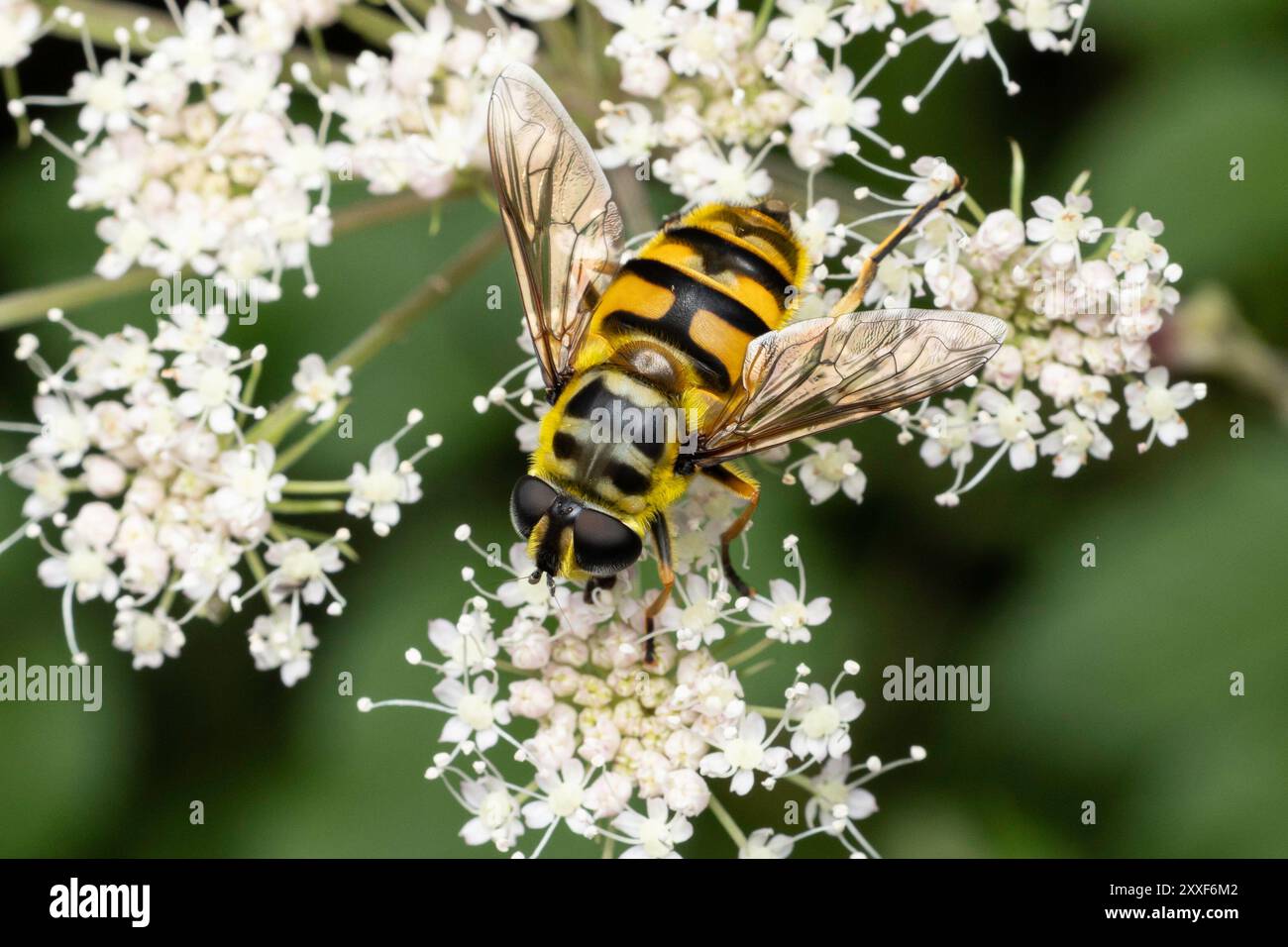 Uk hoverfly species hi-res stock photography and images - Alamy