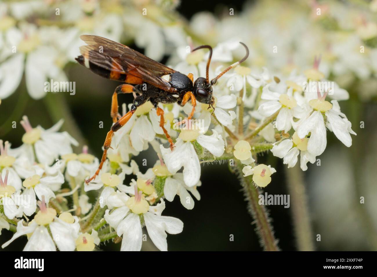 A female Ichneumon Wasp, Ichneumon sarcitorius, UK Stock Photo - Alamy