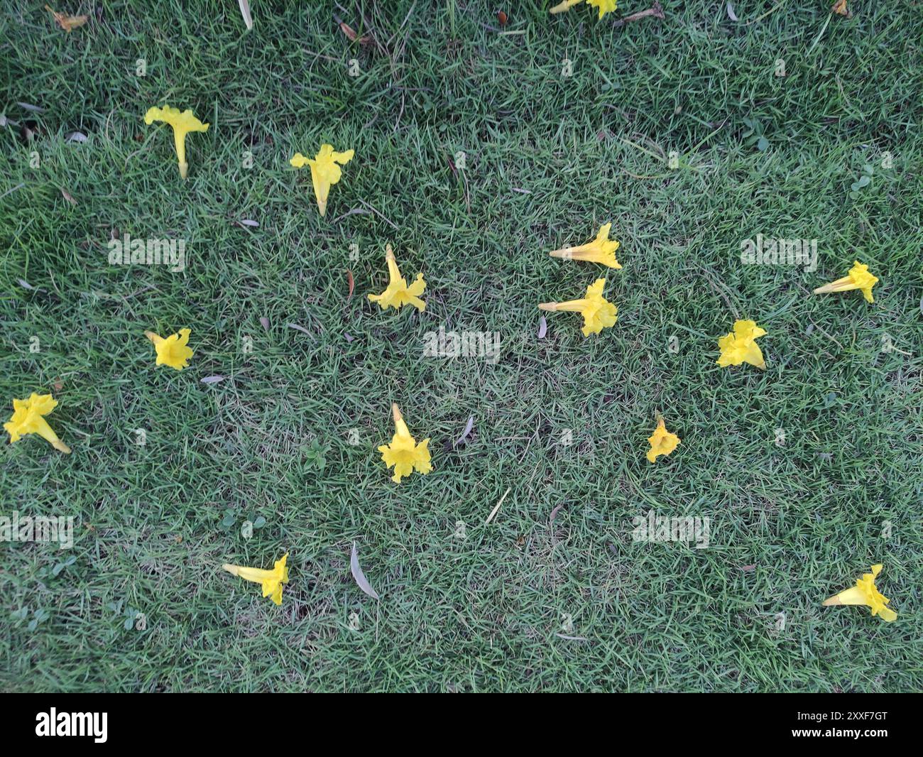 Dried plant illustrations hi-res stock photography and images - Alamy