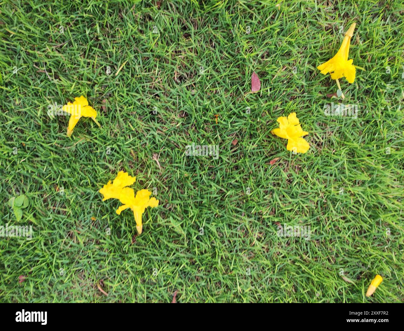 Dried plant illustrations hi-res stock photography and images - Alamy