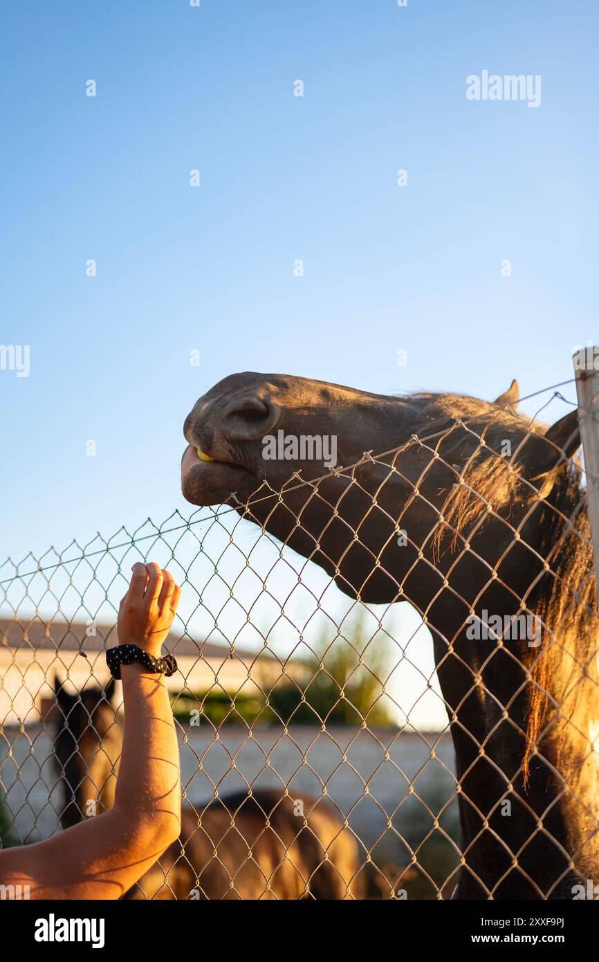 Hand giving food hi-res stock photography and images - Alamy