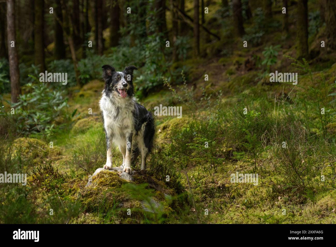 Border collie in a moss covered forest posing on a rock for a natural ...