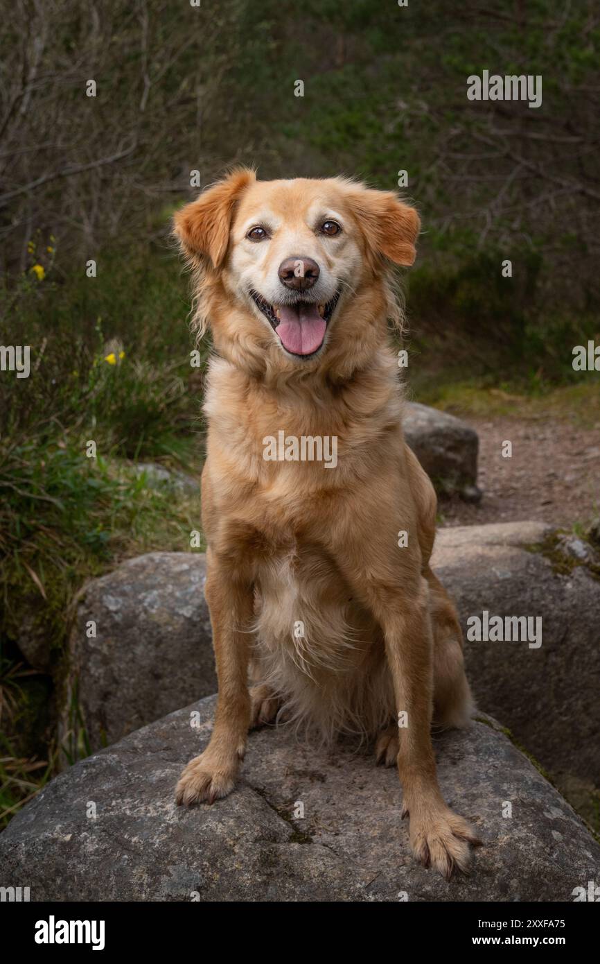 Smiling Golden Retriever dog sitting on a rock in the forest for a ...