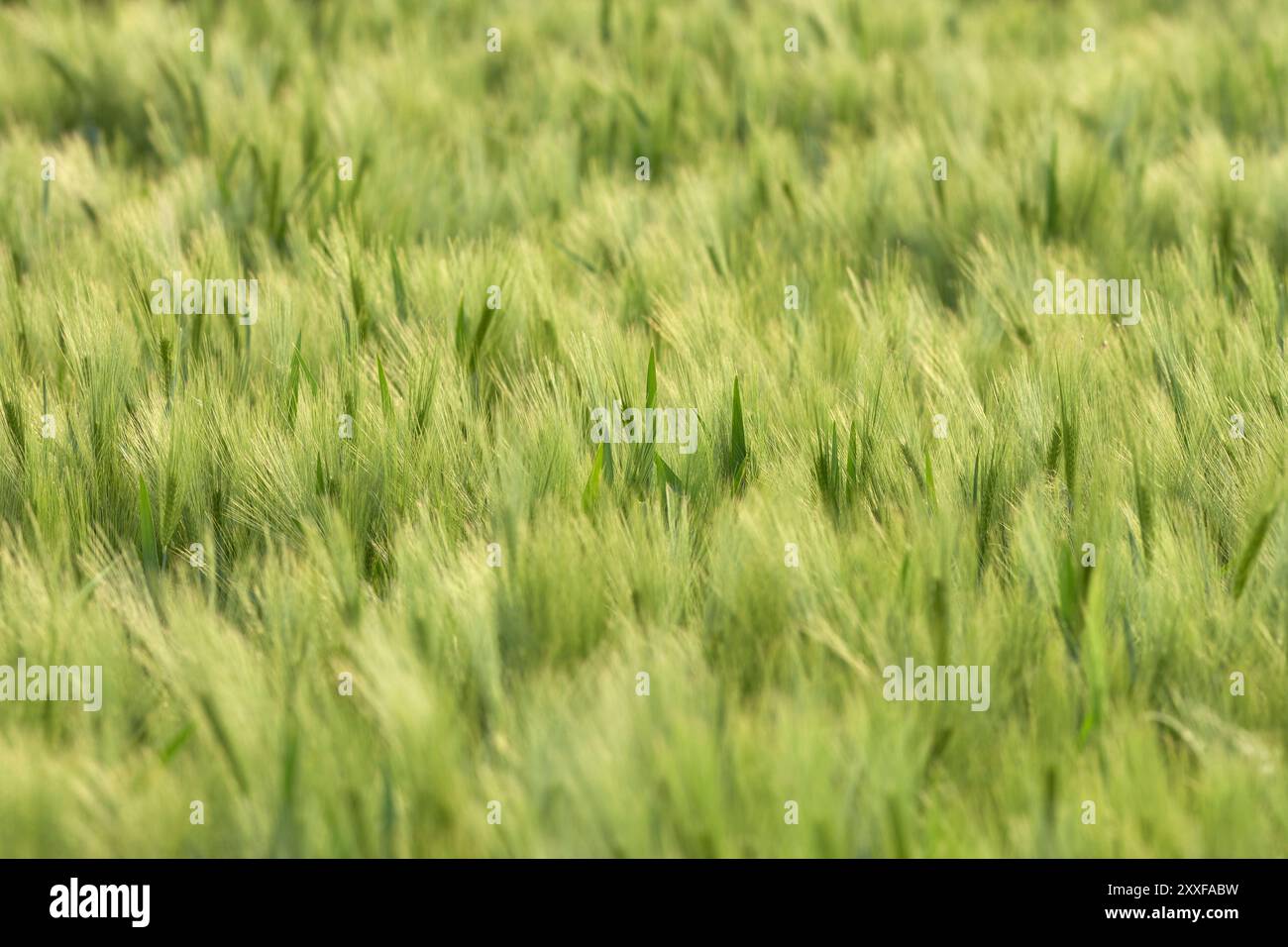 Wheat plant hi-res stock photography and images - Alamy
