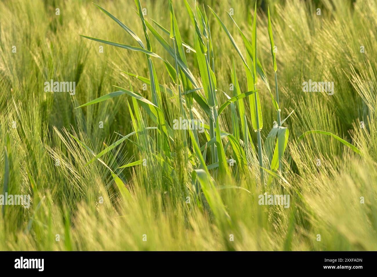 Wheat plant.Field with wheat Stock Photo - Alamy