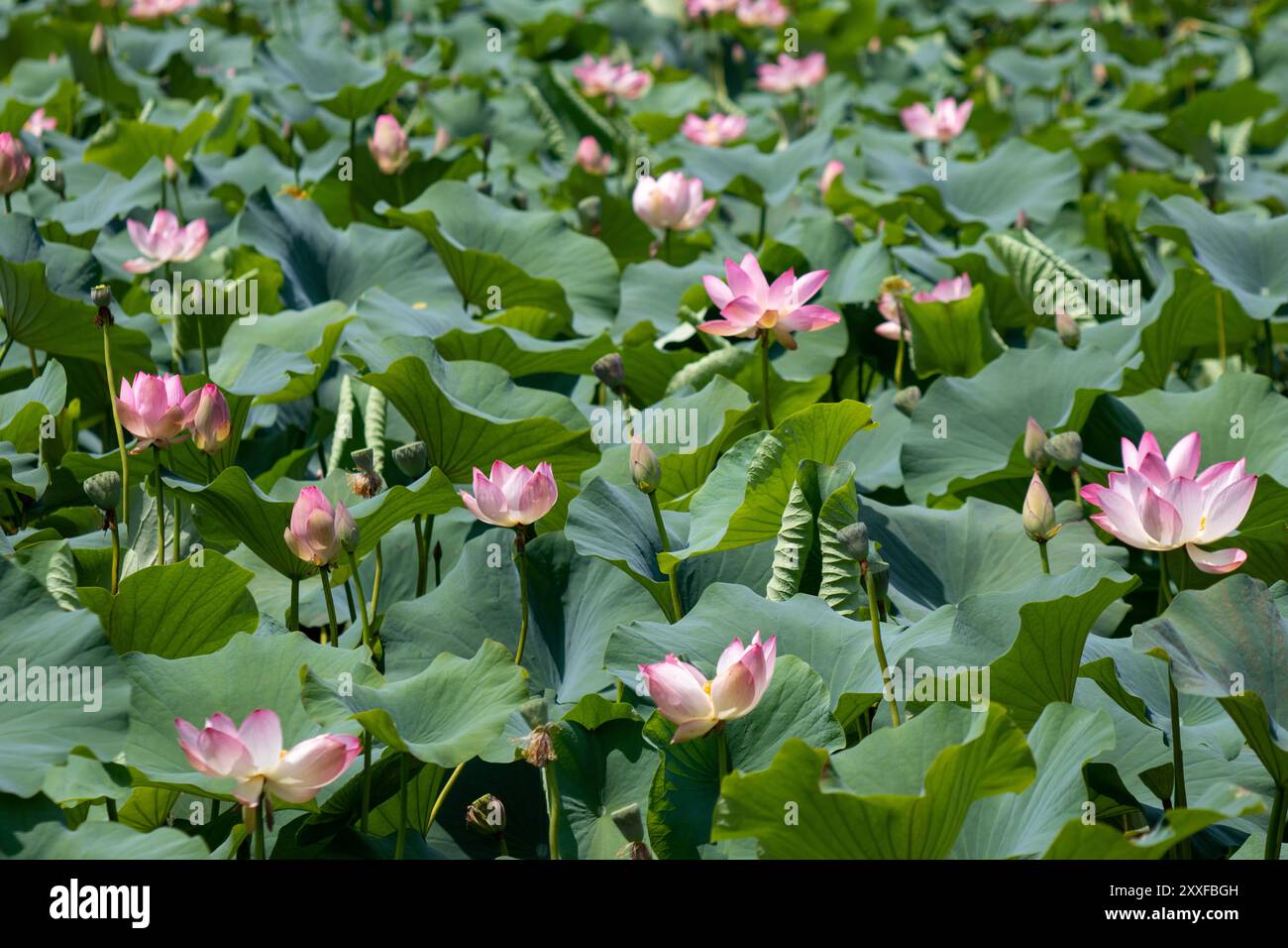 Lotus flowers are seen in full bloom at the floating garden in the ...