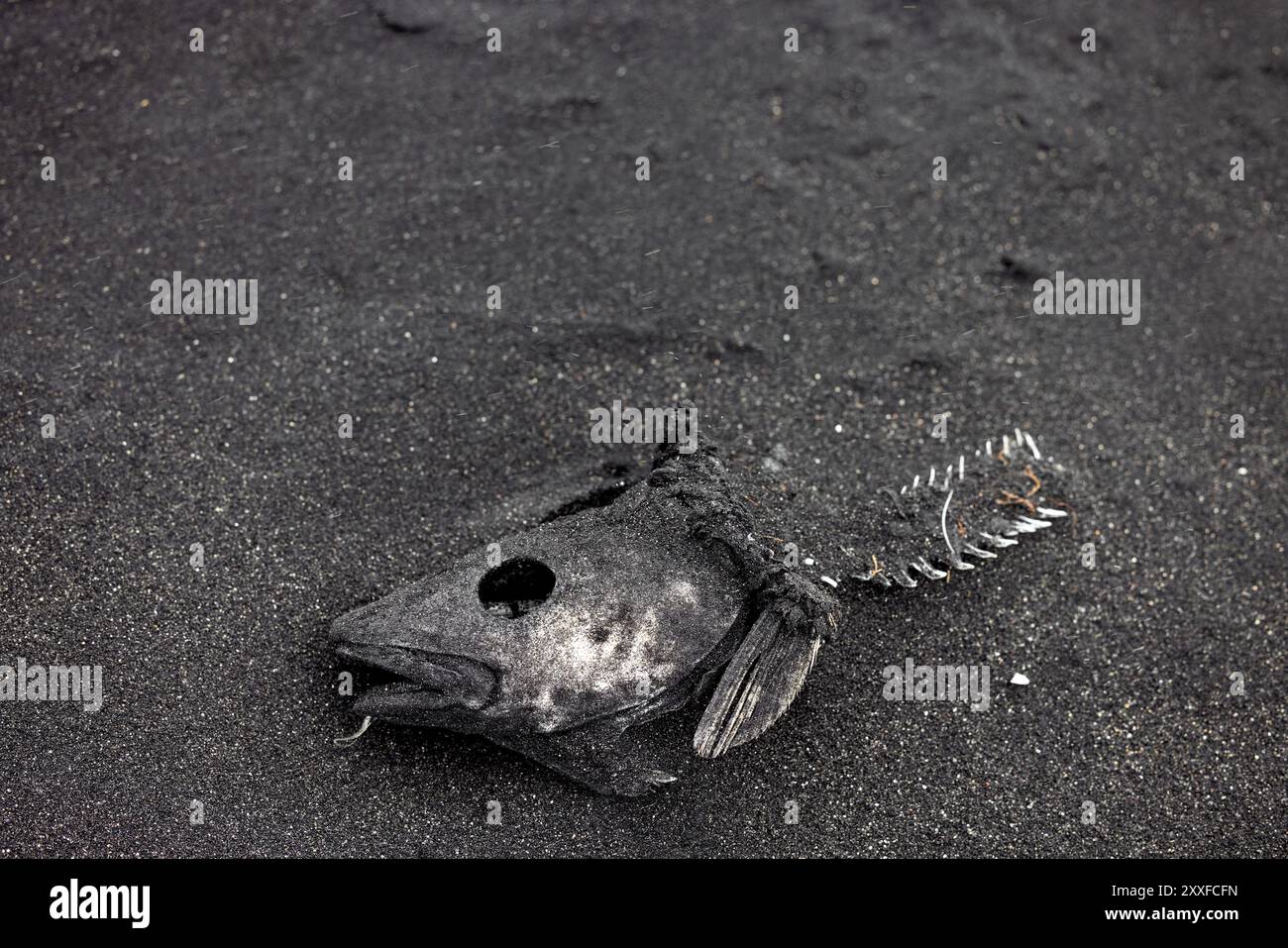 dead fish around Lake high fish mortality is largely due to a drought ...