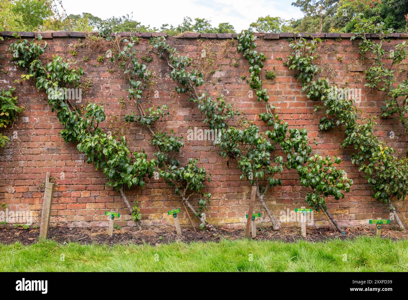 Fruit trees growing against wall hi-res stock photography and images ...