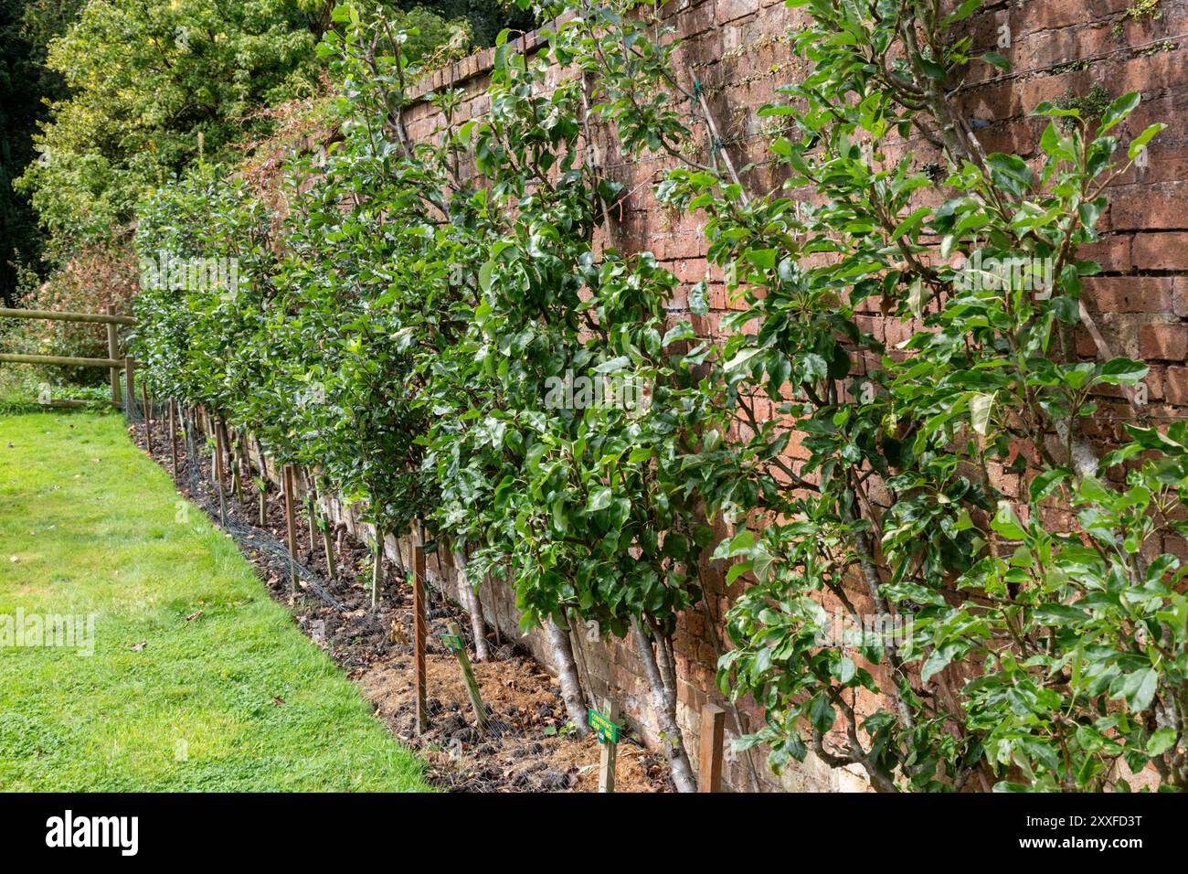 Fruit trees growing against wall hi-res stock photography and images ...