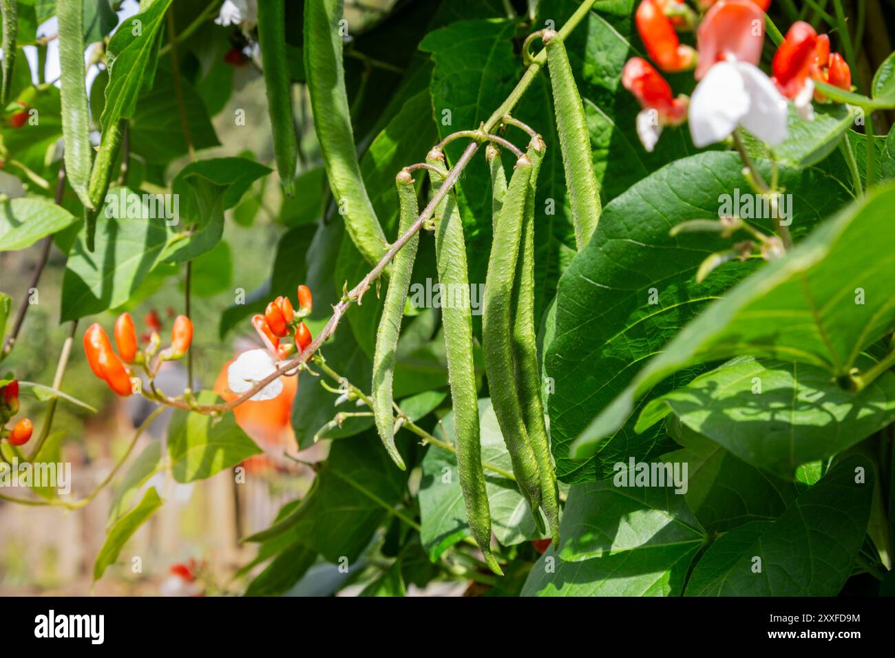 Runner beans garden flowers hi-res stock photography and images - Alamy