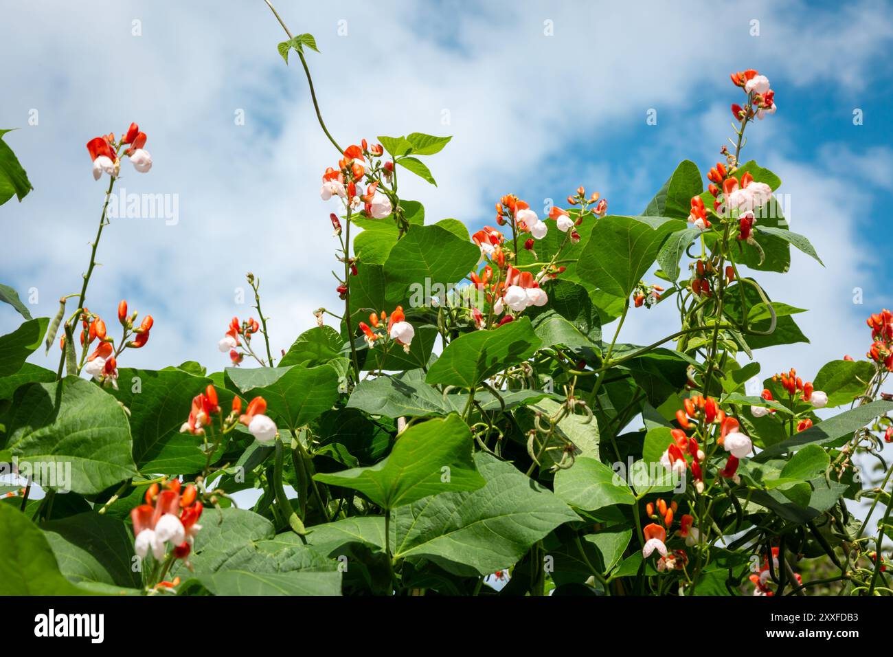 Blue bean plant hi-res stock photography and images - Alamy