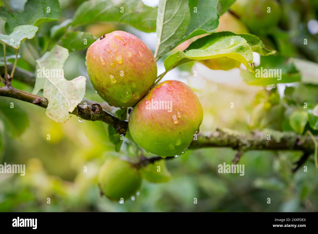 Close up of apples growing in a small organic orchard, UK. 2024 Stock ...