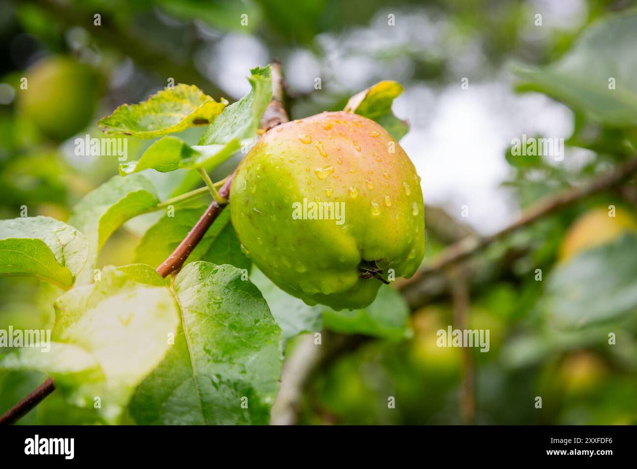 Close up of apples growing in a small organic orchard, UK. 2024 Stock ...