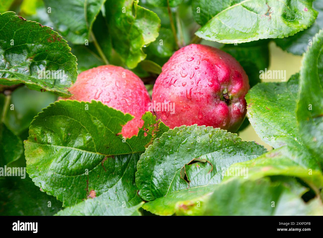 Close up of apples growing in a small organic orchard, UK. 2024 Stock ...