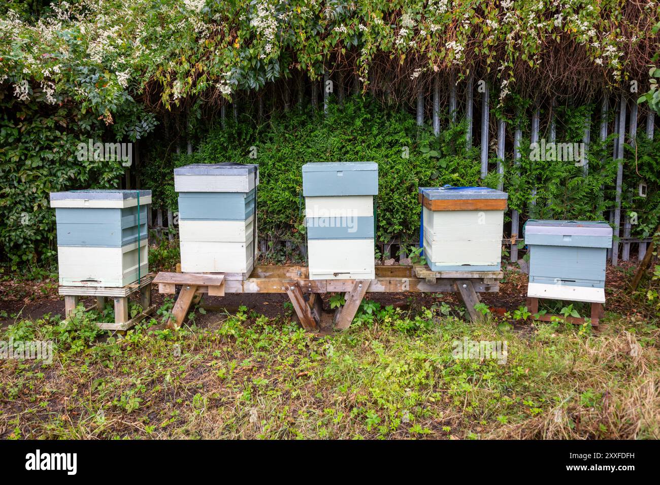 Five wooden beehives in a smallholding, UK.2024 Stock Photo - Alamy