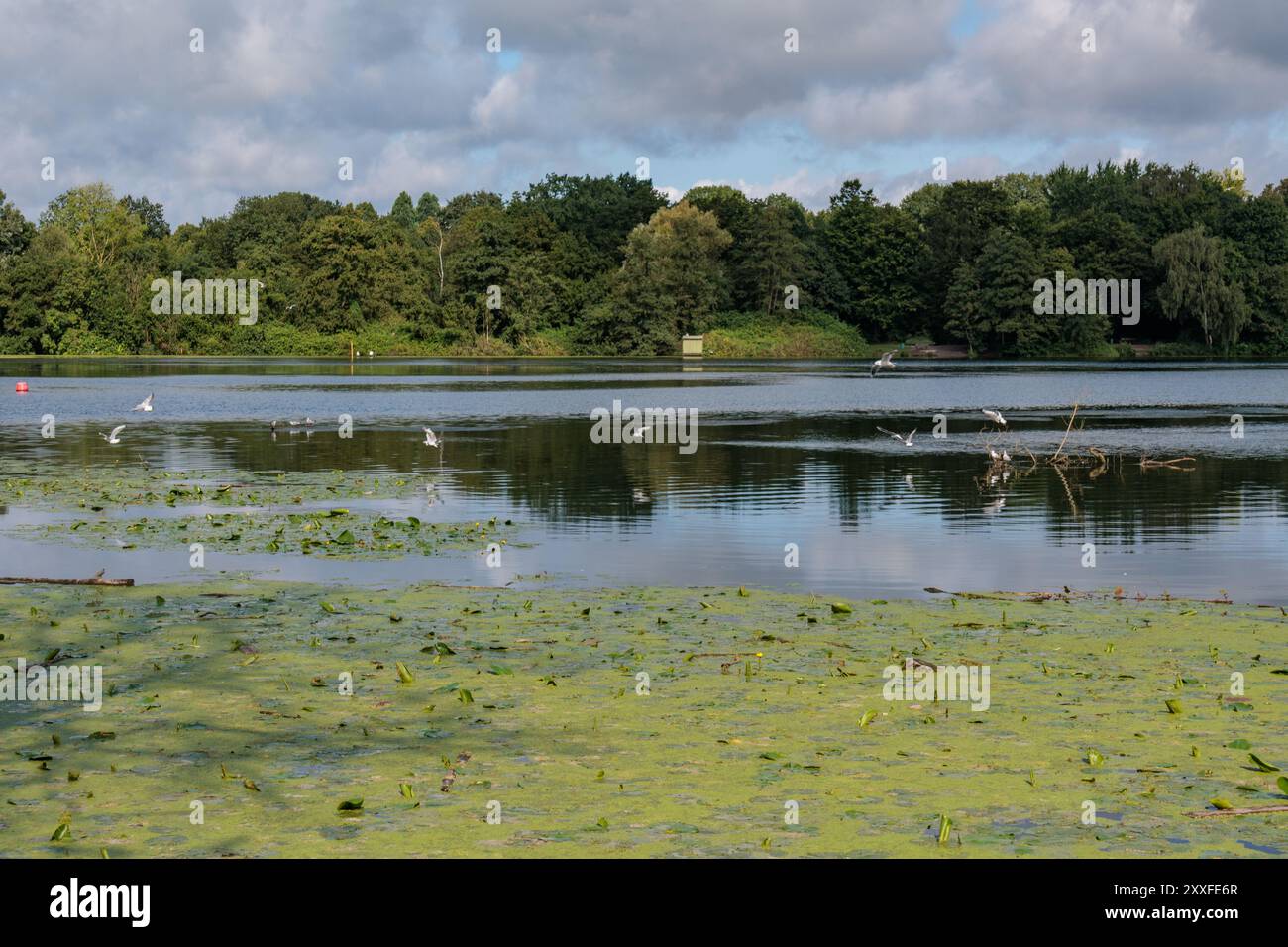 lake baldeney in essen germany Stock Photo - Alamy