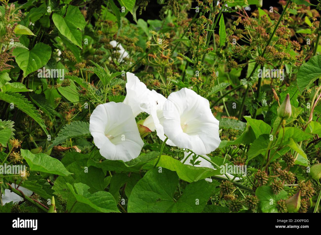 Flowers of Bindweed in a country lane margin Stock Photo - Alamy