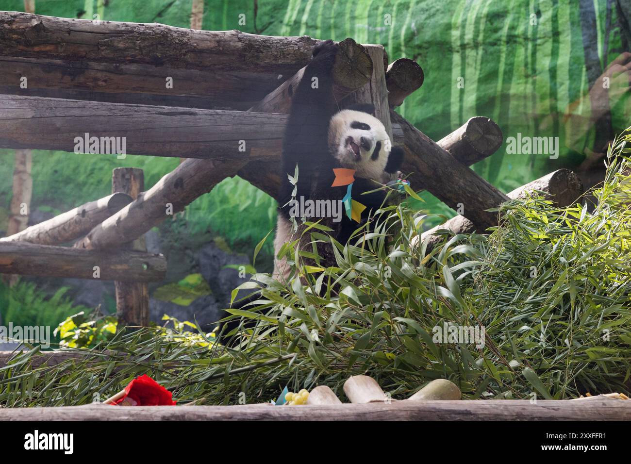 Giant panda cub katyusha hi-res stock photography and images - Alamy