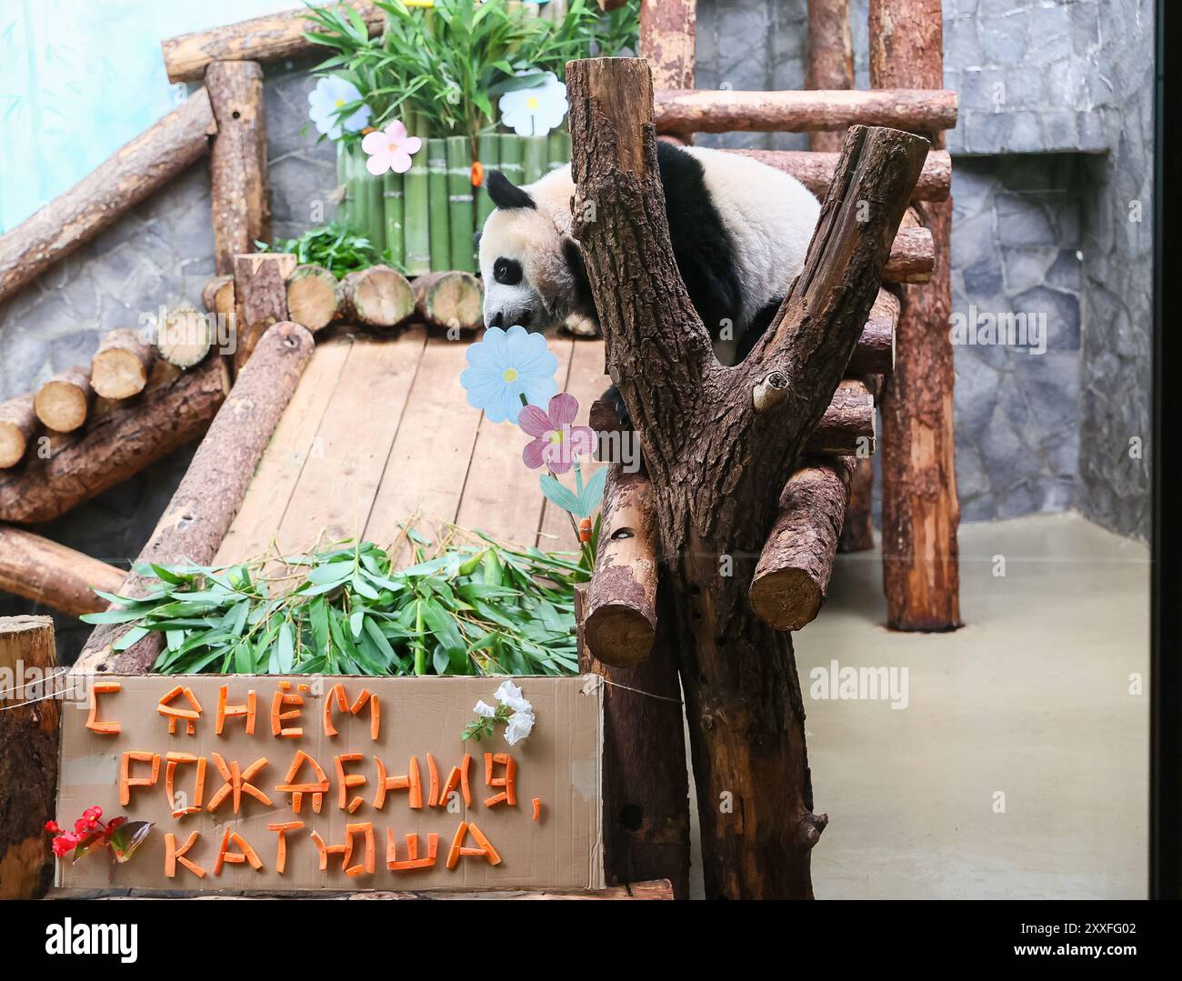 Giant panda cub katyusha hi-res stock photography and images - Alamy