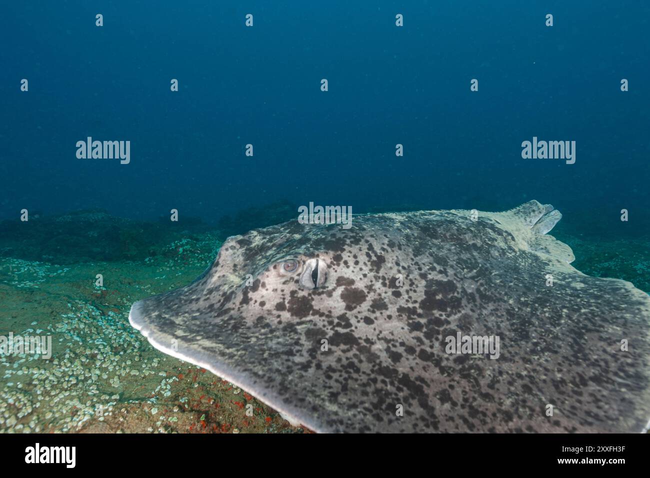 South Africa, Sodwana Bay, Blackspotted Stingray (Taeniura meyeni Stock ...