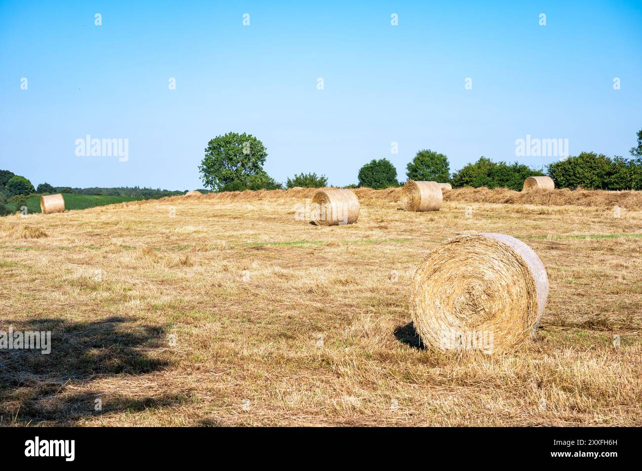Roles in nature hi-res stock photography and images - Alamy