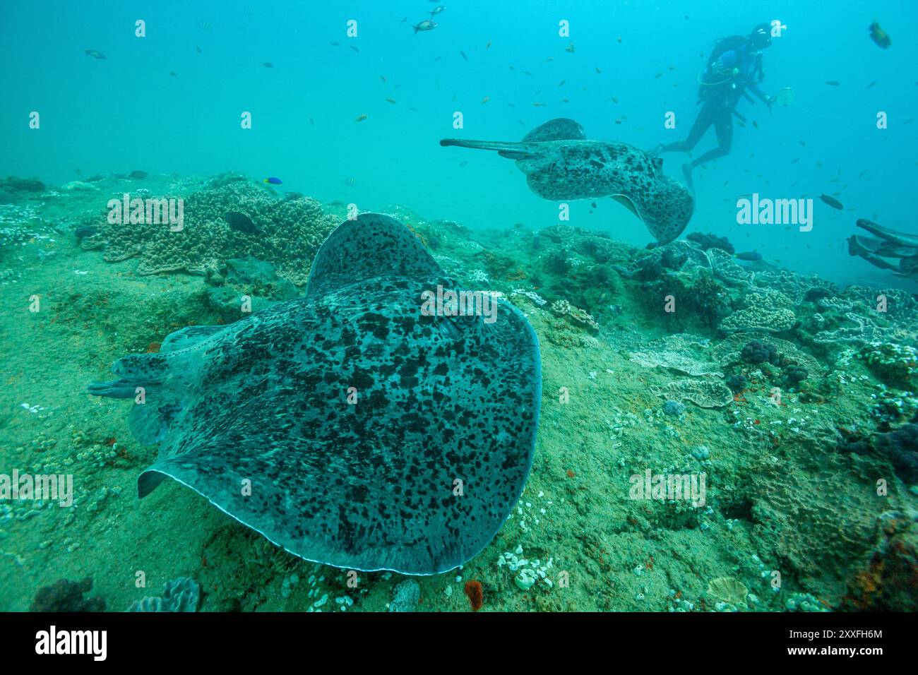 South Africa, Sodwana Bay, Blackspotted Stingray (Taeniura meyeni Stock ...