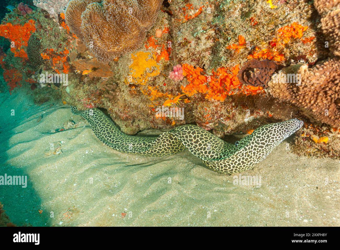 South Africa, Sodwana Bay, Laced, Honeycomb Moray Eel (Gymnothorax ...