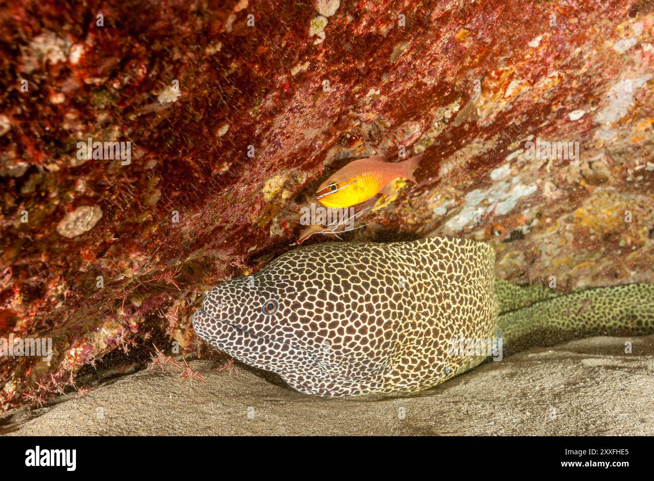 South Africa, Sodwana Bay, Laced, Honeycomb Moray Eel (Gymnothorax ...
