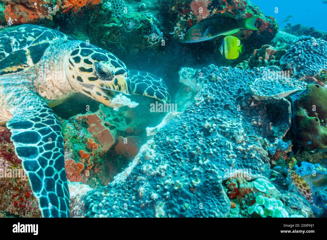 South Africa, Sodwana Bay, Hawksbill Sea Turtle (Eretmochelys imbricata ...