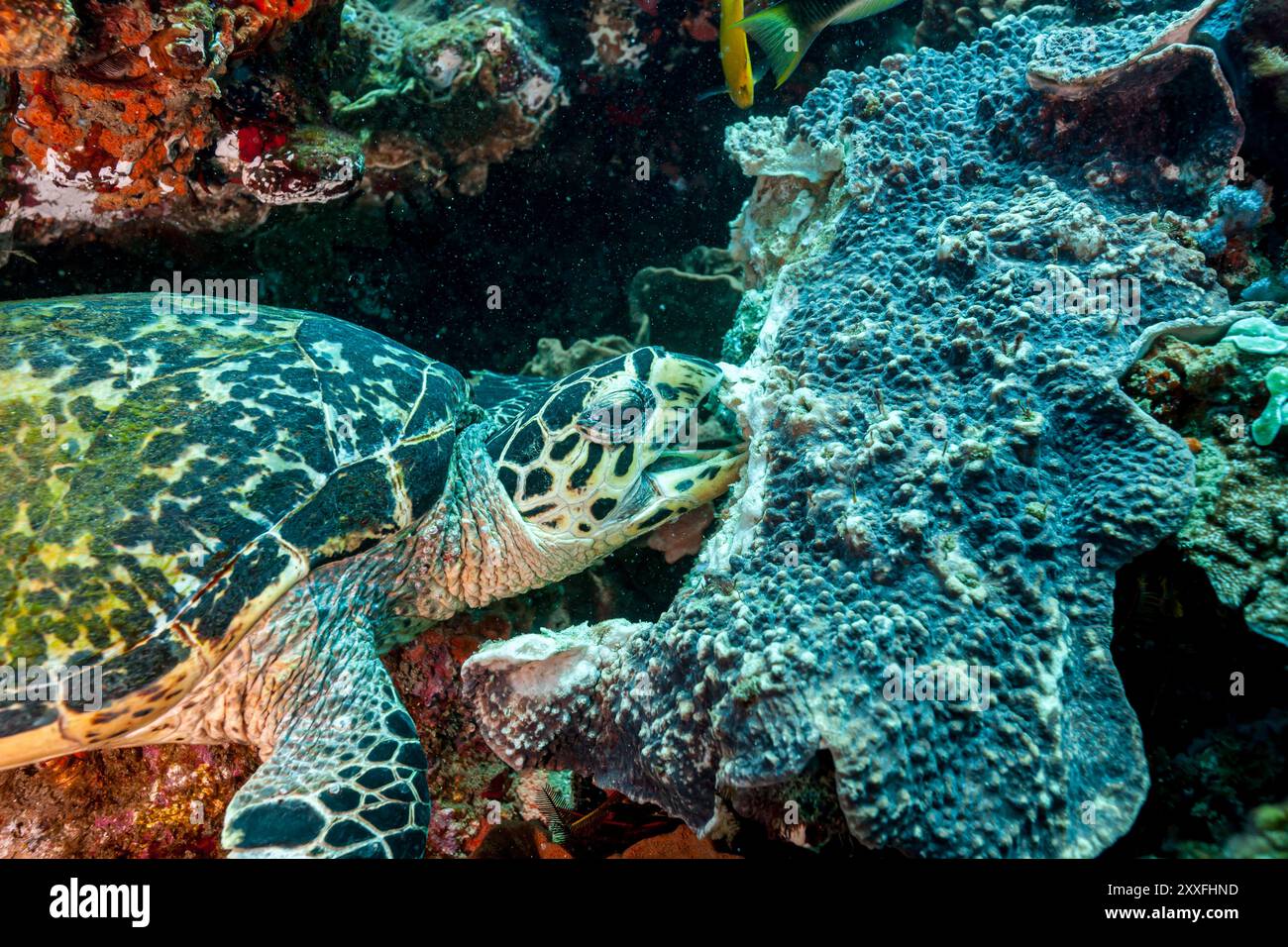 South Africa, Sodwana Bay, Hawksbill Sea Turtle (Eretmochelys imbricata ...