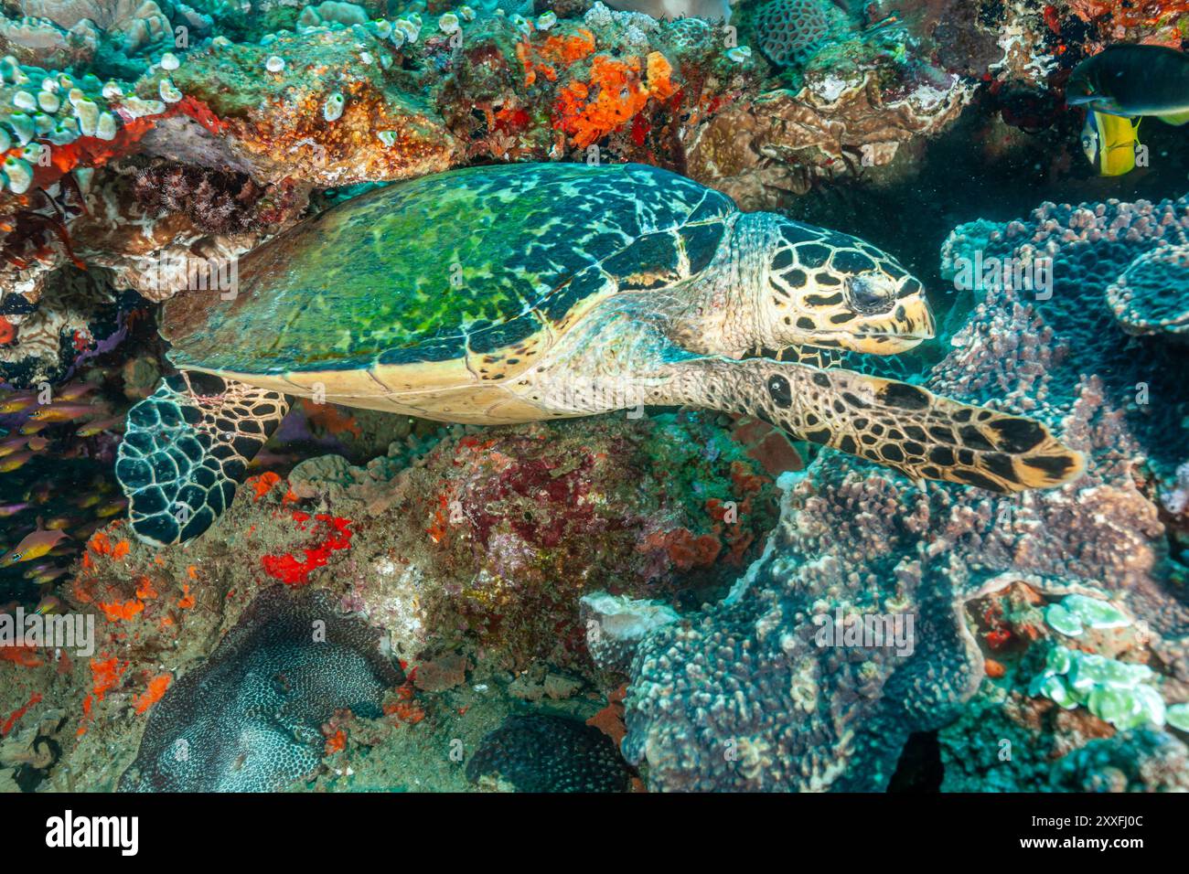 South Africa, Sodwana Bay, Hawksbill Sea Turtle (Eretmochelys imbricata ...