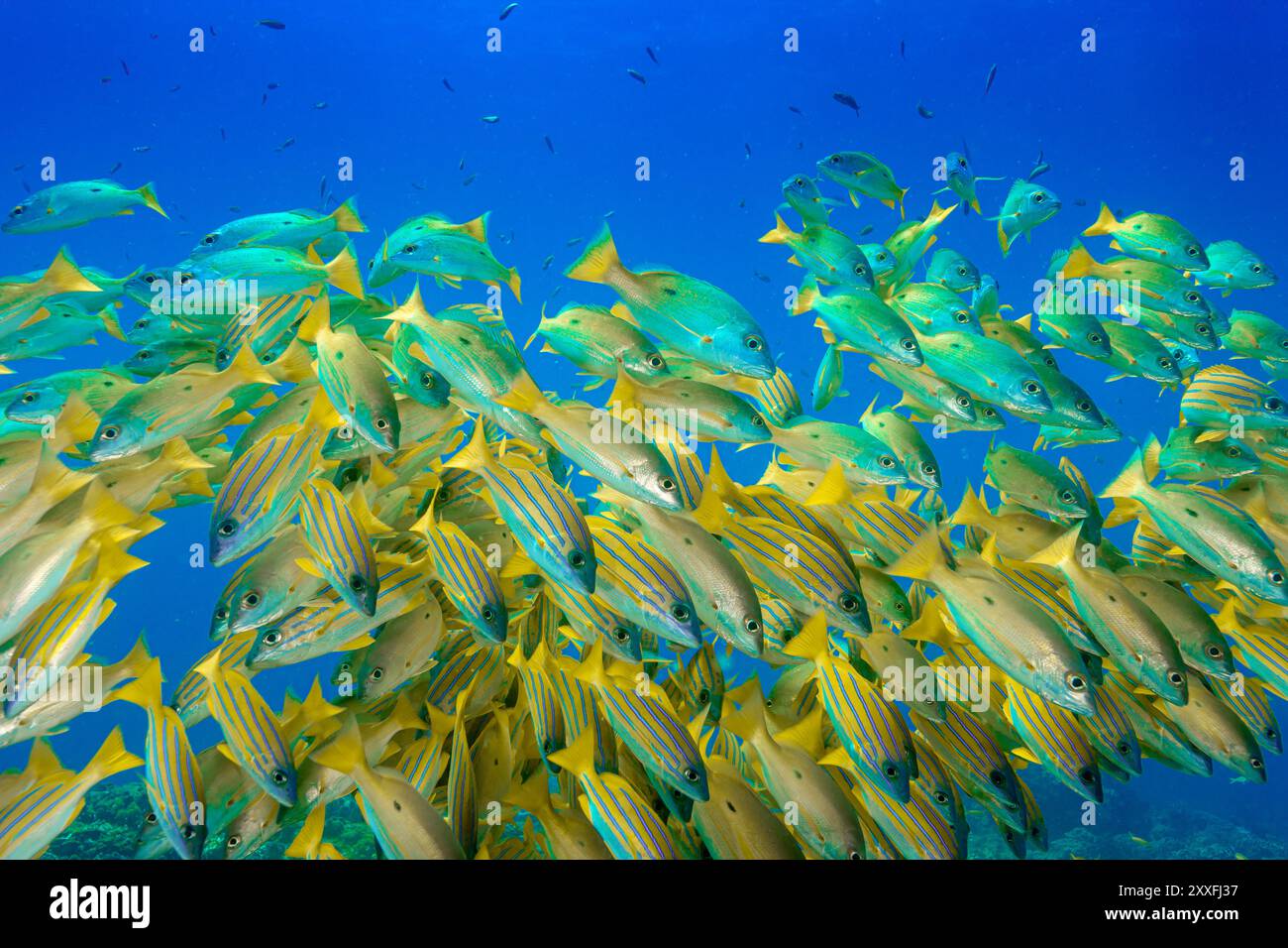 South Africa, Sodwana Bay, Bluestripe Snapper (Lutjanus kasmira) and ...