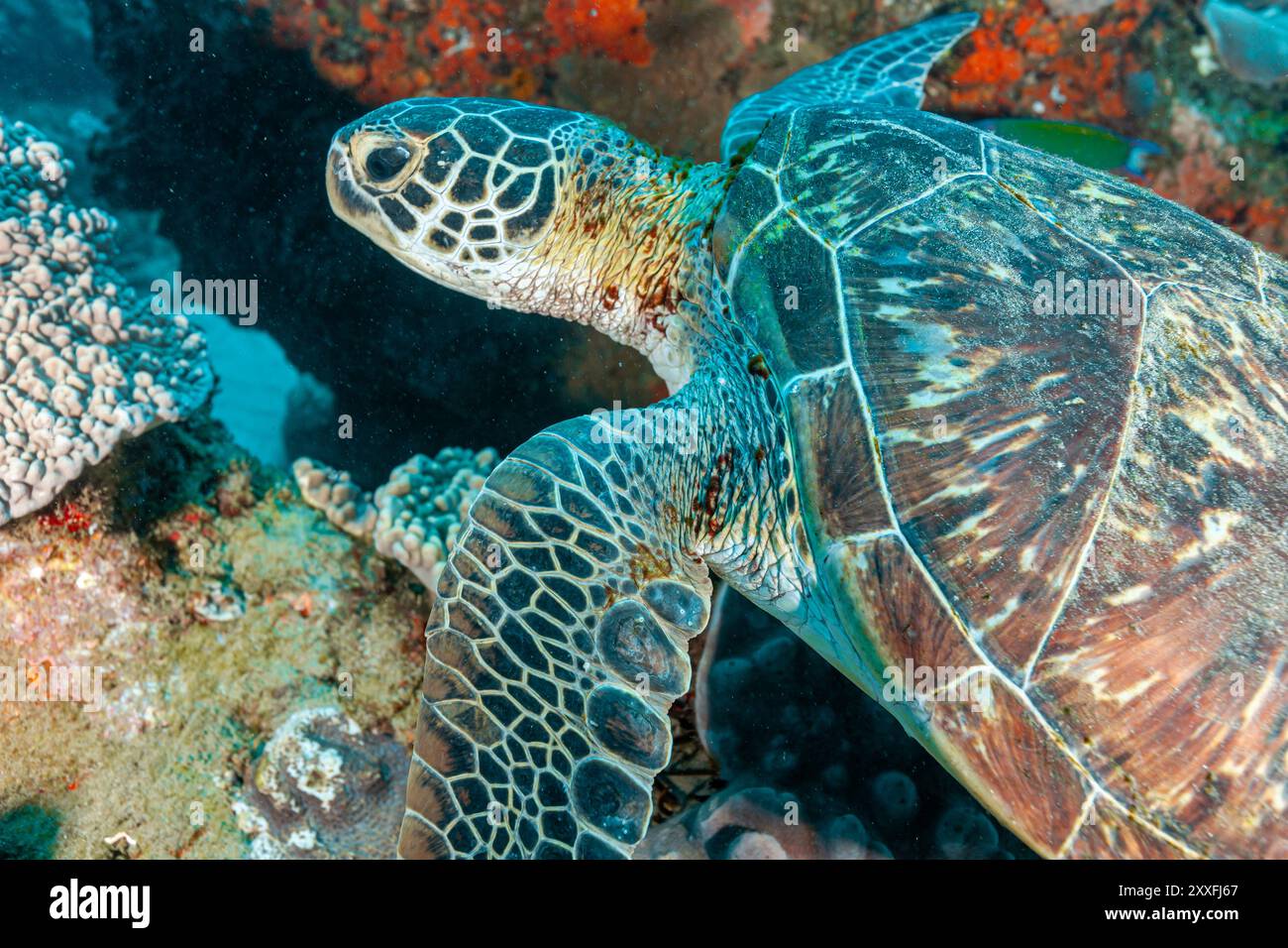 South Africa, Sodwana Bay, Green Sea Turtle (Chelonia mydas Stock Photo ...