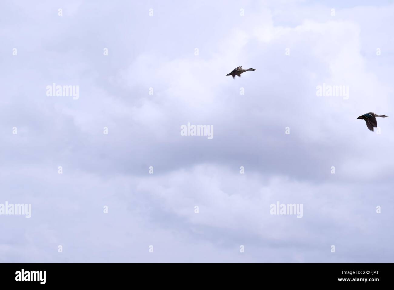 Two birds in flight above a sprawling field, showcasing nature's beauty ...