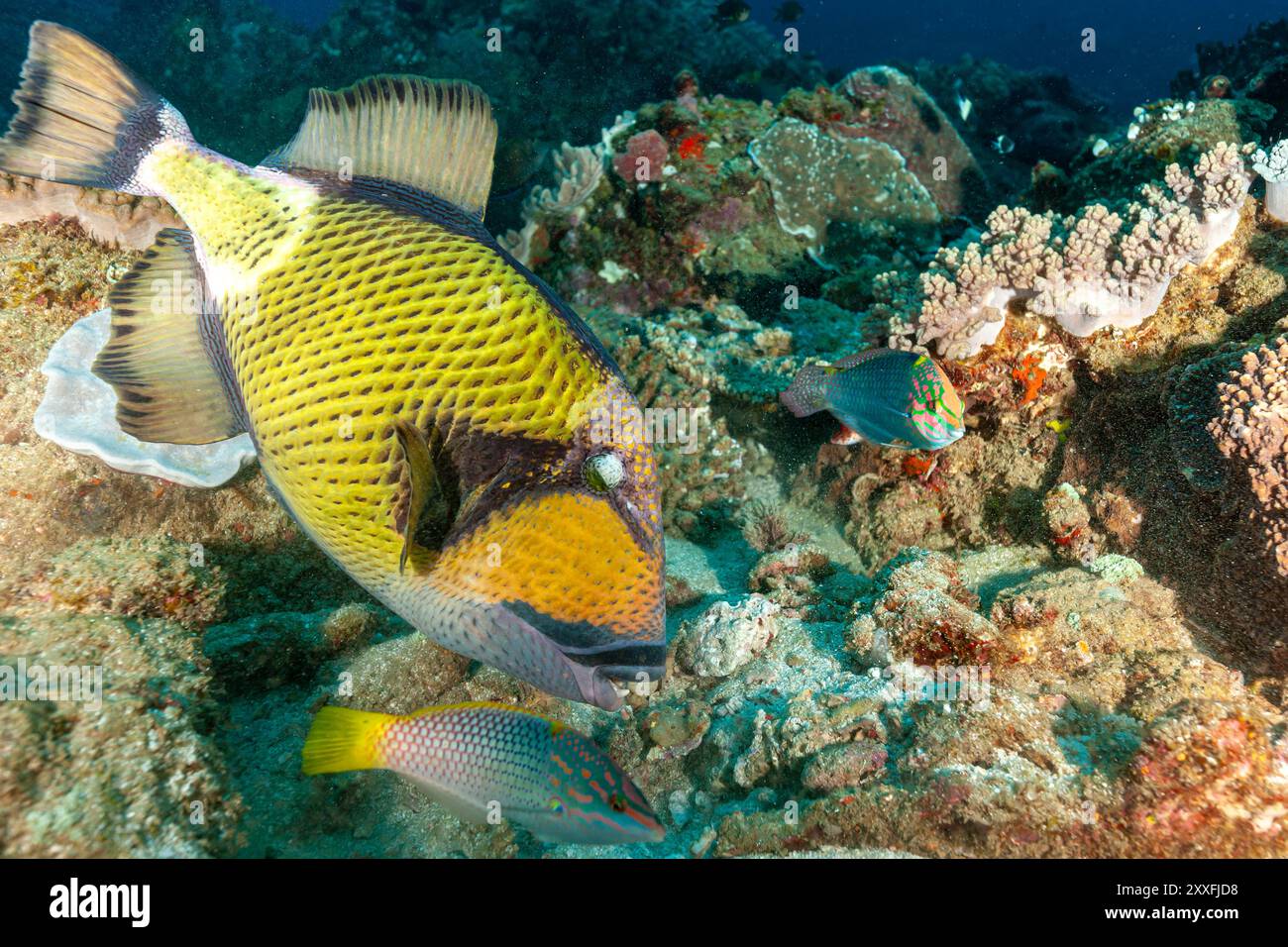 South Africa, Sodwana Bay, Titan Triggerfish (Balistoides viridescens ...