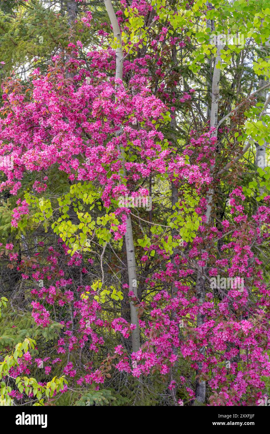 Cherry blossoms on the trees in the forest near Williams, Minnesota ...
