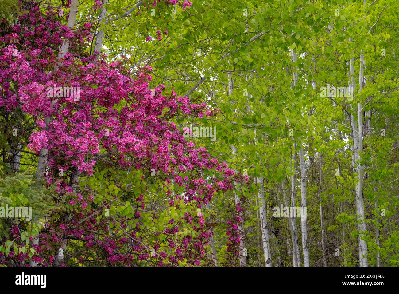 Cherry blossoms on the trees in the forest near Williams, Minnesota ...