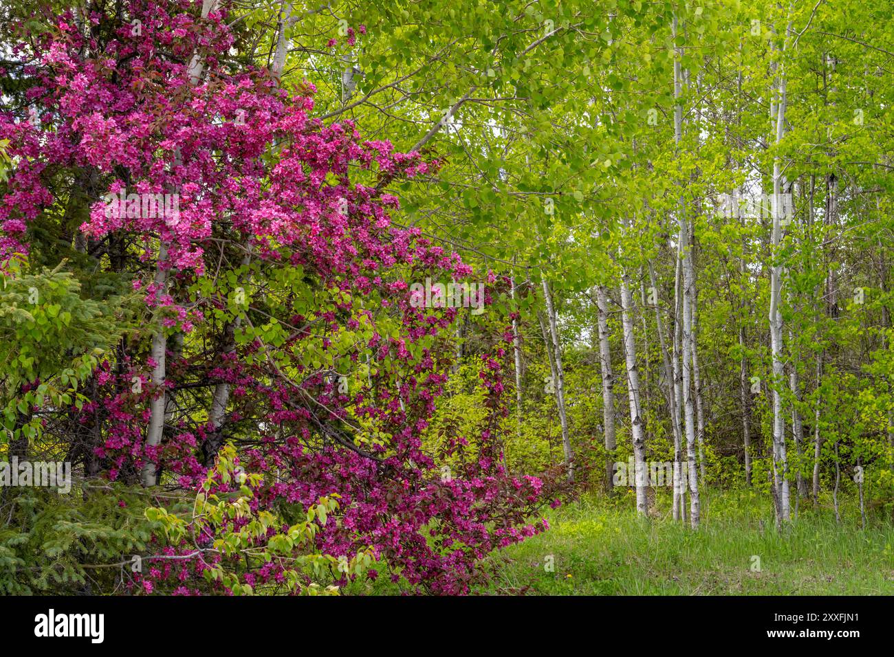Cherry blossoms on the trees in the forest near Williams, Minnesota ...