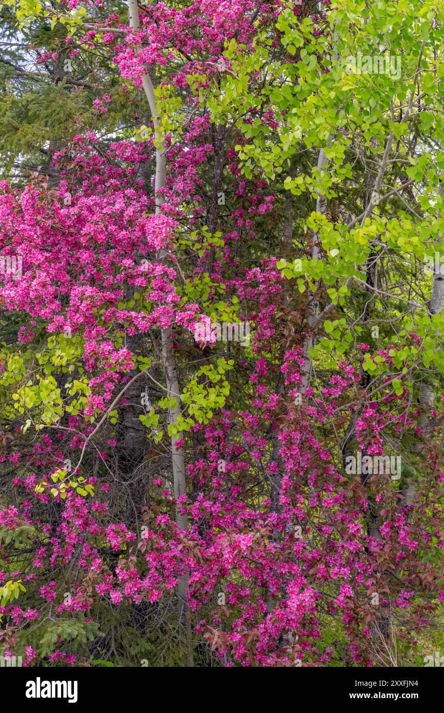 Cherry blossoms on the trees in the forest near Williams, Minnesota ...
